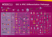 派普泰克生物科技（苏州）有限公司（PeproTech中国） - 公司主页 - 丁香通