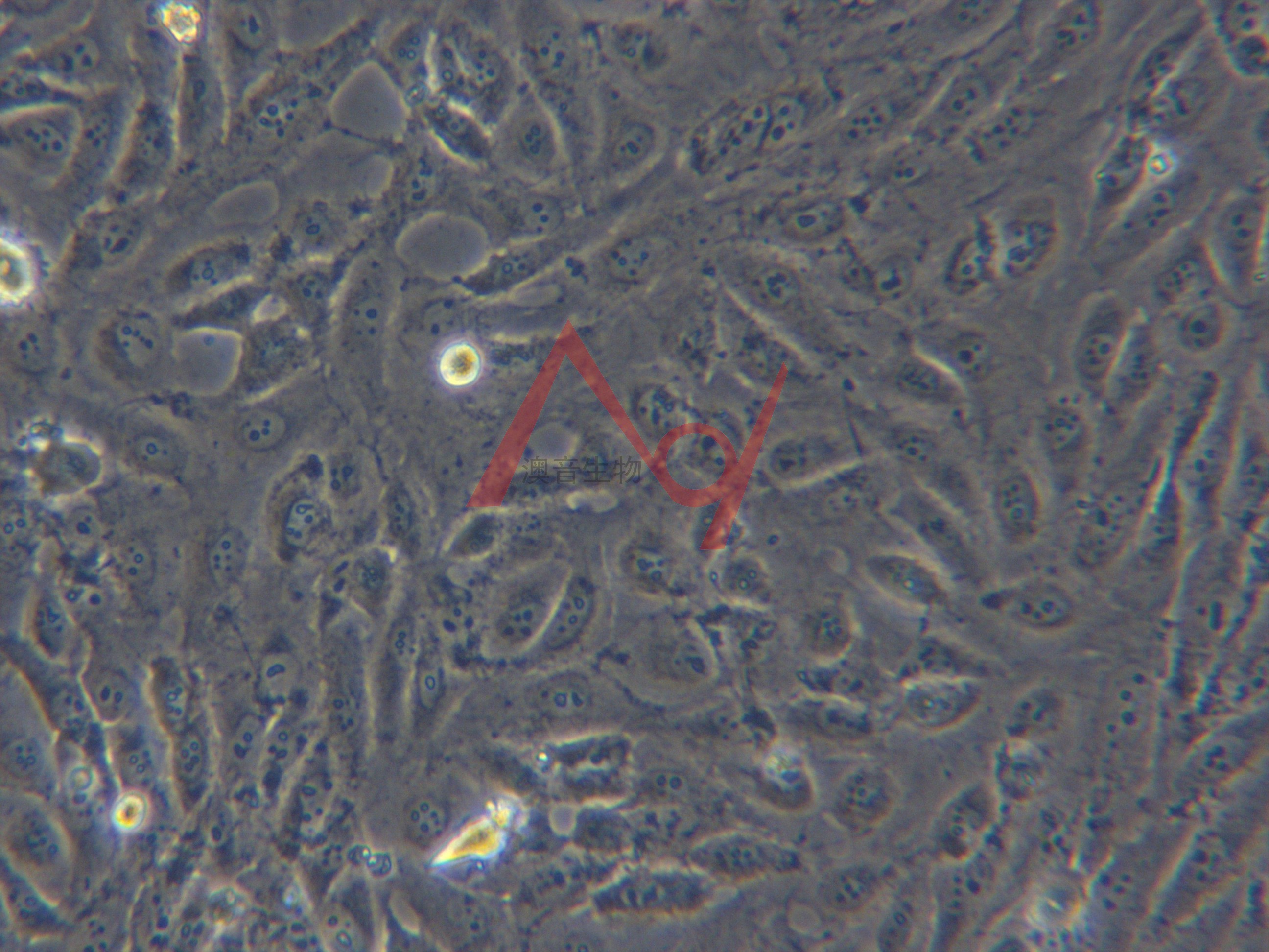 GES-1[GES-1;GES1]胃黏膜上皮细胞价格,详情介绍-960化工网 – 960化工网