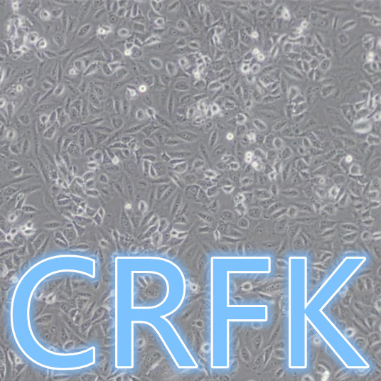 CRFK / CRFK细胞 / CRFK猫肾细胞_价格-厂家-供应商_武汉益普生物科技有限公司_丁香通