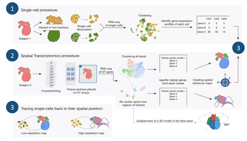 10x Genomics Visium空间基因表达解决方案_报价/价格/性能参数/图, 美国_生物器材网