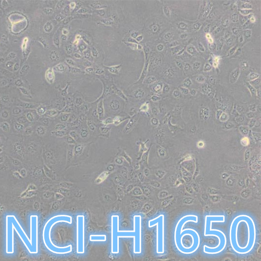 NCI-H1650细胞 / NCI-H1650人非小细胞肺癌细胞_价格-厂家-供应商_武汉益普生物科技有限公司_丁香通