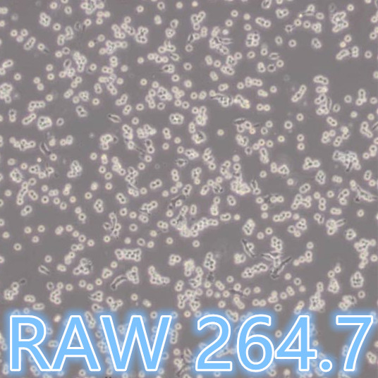 RAW 264.7细胞 / RAW 264.7小鼠单核巨噬细胞白血病细胞_价格-厂家-供应商_武汉益普生物科技有限公司_丁香通