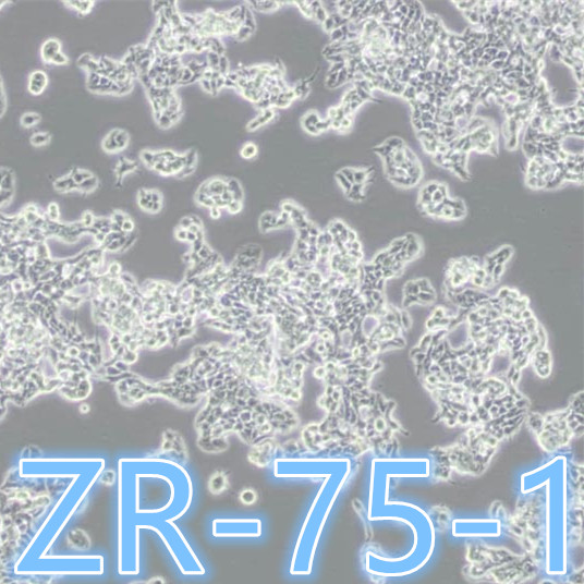 ZR-75-1 / ZR-75-1细胞 / ZR-75-1人乳腺癌细胞_价格-厂家-供应商_武汉益普生物科技有限公司_丁香通