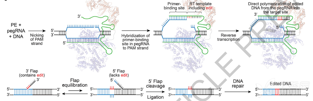 Prime editing：一种为CRISPR编辑增添精确性和灵活性的新技术 - 核酸基因技术讨论版 -丁香园论坛