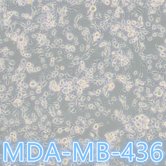 MDA-MB-436细胞 / MDA-MB-436人乳腺癌细胞_价格-厂家-供应商_武汉益普生物科技有限公司_丁香通