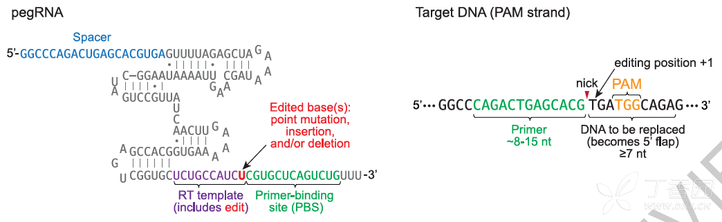Prime editing：一种为CRISPR编辑增添精确性和灵活性的新技术 - 核酸基因技术讨论版 -丁香园论坛