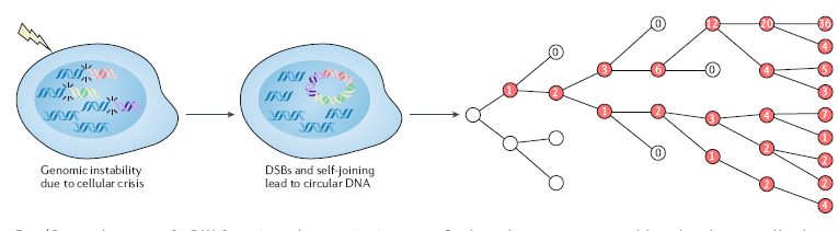 2020国自然研究热点—eccDNA的前世今生 - 技术前沿 - 资讯 - 生物在线