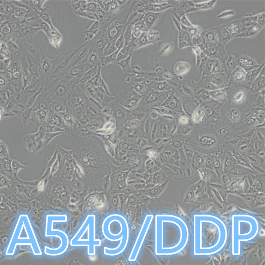 A549/DDP | A549/DDP细胞 | A549/DDP人肺腺癌耐顺铂株_价格-厂家-供应商_武汉益普生物科技有限公司_丁香通