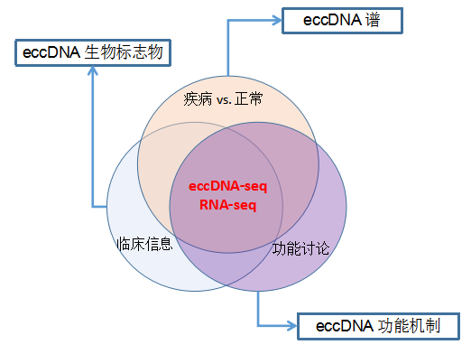 2020国自然研究热点—eccDNA的前世今生 - 技术前沿 - 资讯 - 生物在线