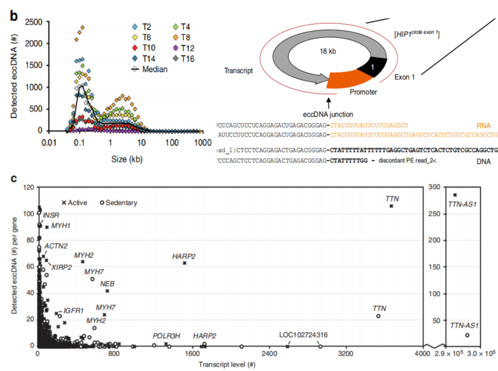 2020国自然研究热点—eccDNA的前世今生 - 技术前沿 - 资讯 - 生物在线