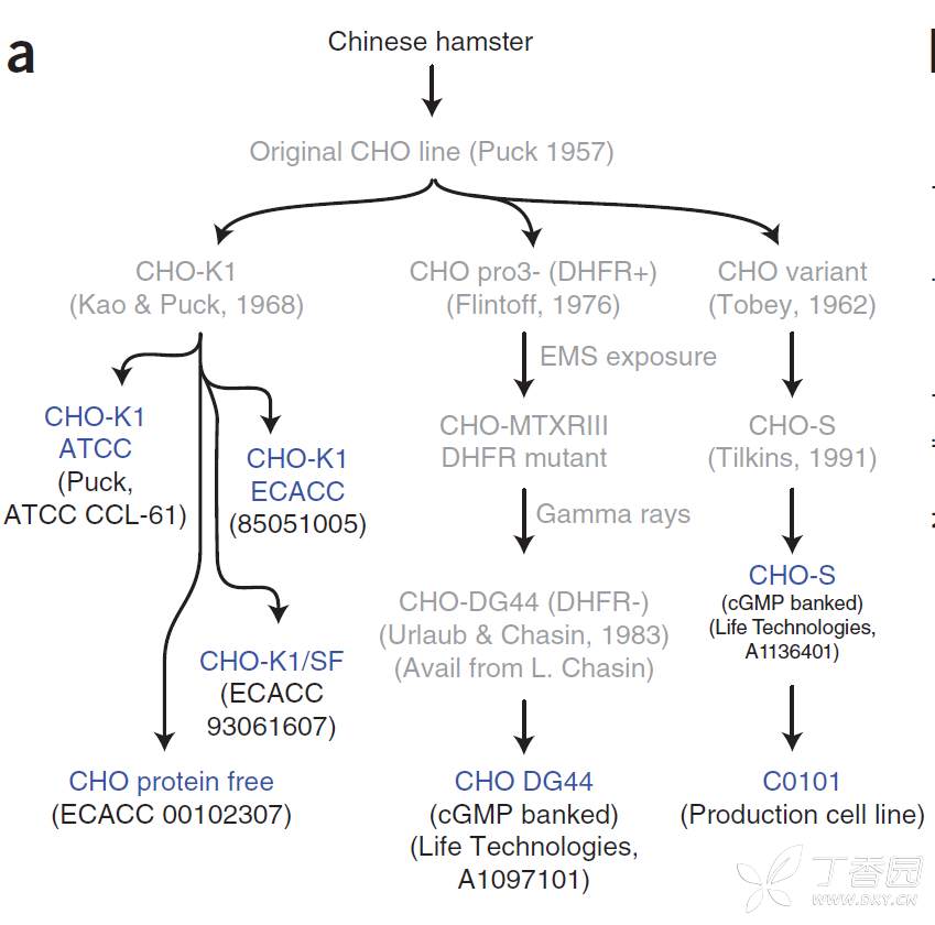 丁香园论坛 - 专业医生社区，医学、药学、生命科学、科研学术交流