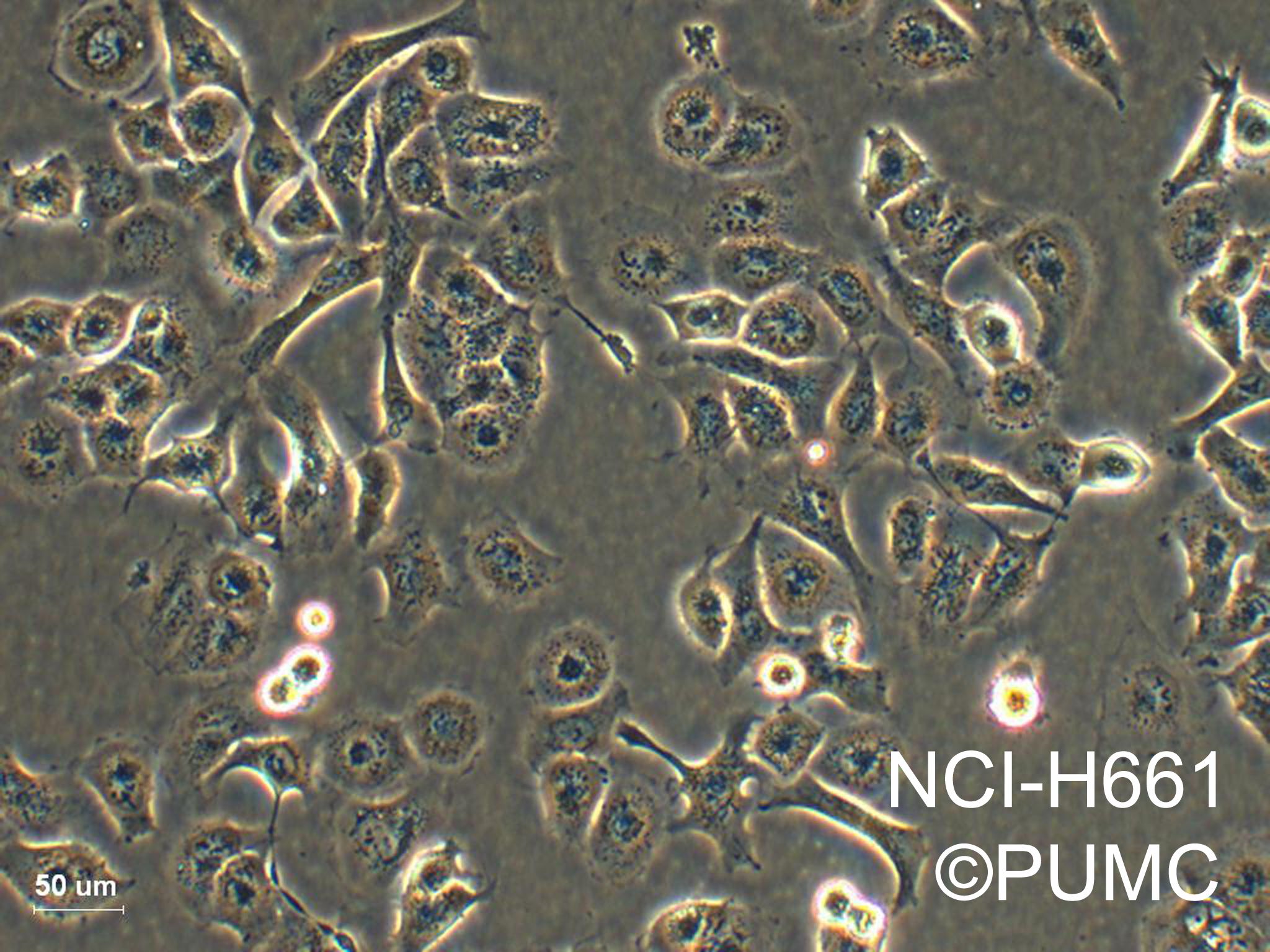 NCI-H661【H661; H-661; NCIH661】人大细胞肺癌细胞价格,详情介绍-960化工网 – 960化工网