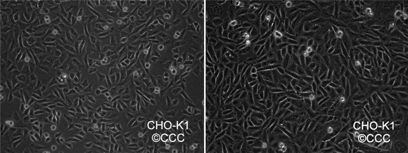 CHO-K1[CHO-K1;CHO K1; CHOK1; CHO cell clone K1]仓鼠卵巢细胞K1（亚系克隆）价格,详情介绍 ...