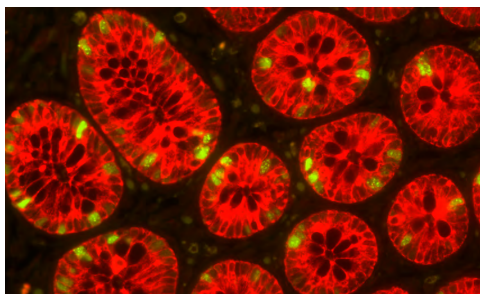 VECTASHIELD® PLUS Antifade Mounting Medium 价格_品牌:VECTOR-丁香通