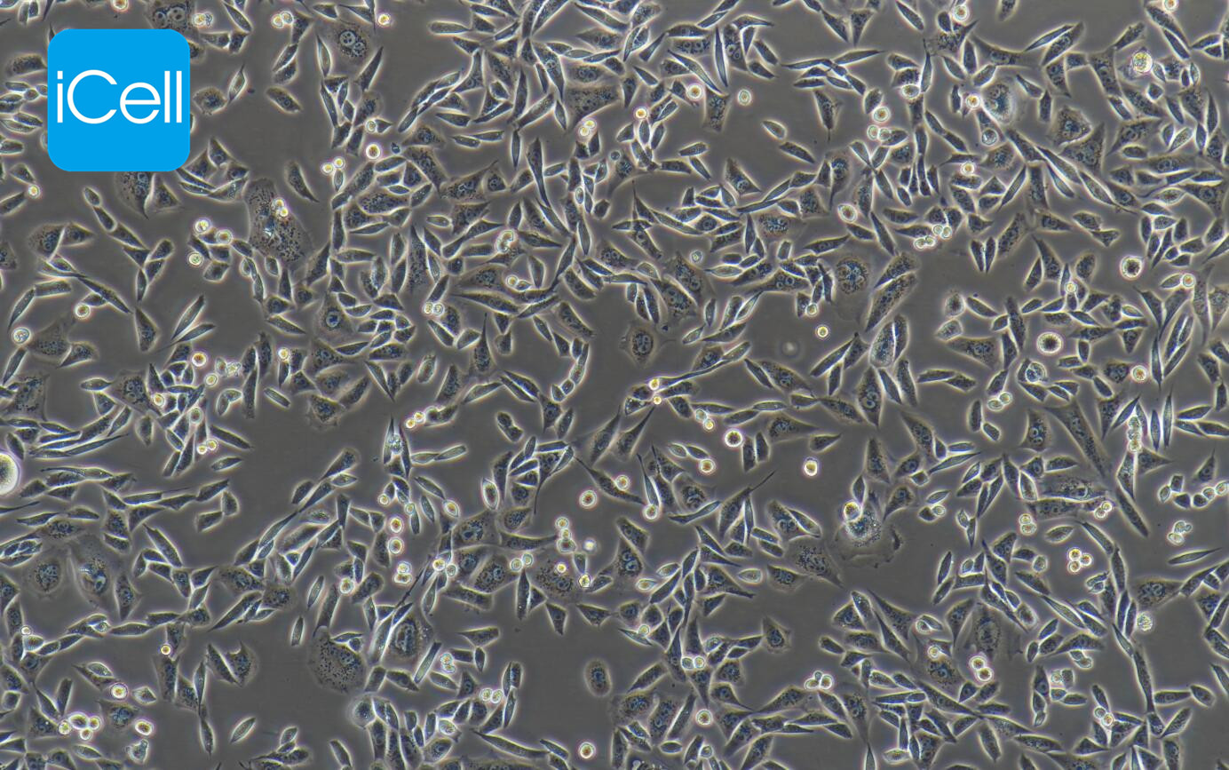 CHO-K1 中国仓鼠卵巢细胞k1 亚克隆系价格,详情介绍-960化工网 – 960化工网