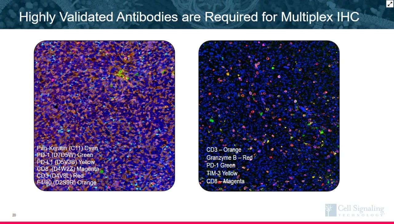 mIHC讲座回看 | 使用OPAL IHC方法和CST抗体在小鼠组织上进行多重成像-国内聚焦-生物在线 Lab-on-Web