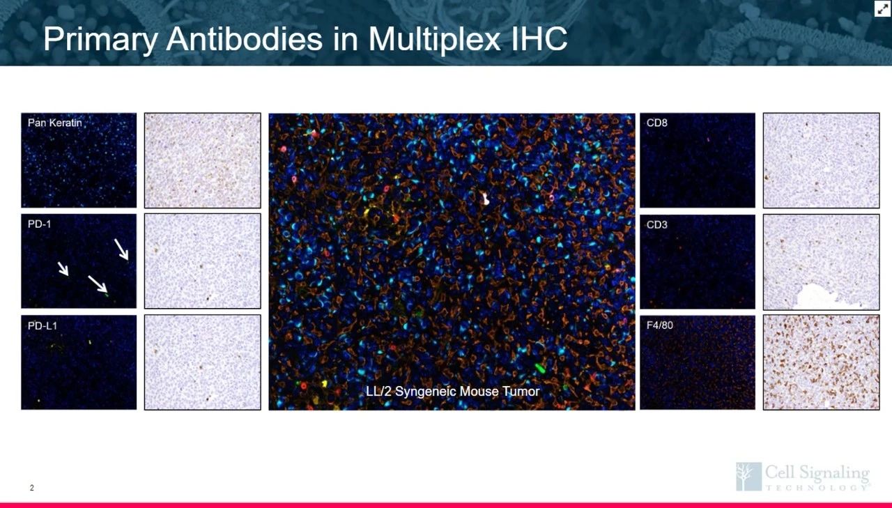 mIHC讲座回看 | 使用OPAL IHC方法和CST抗体在小鼠组织上进行多重成像-国内聚焦-生物在线 Lab-on-Web