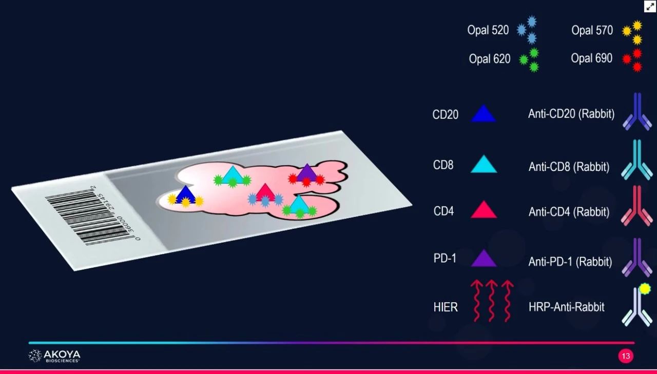 mIHC讲座回看 | 使用OPAL IHC方法和CST抗体在小鼠组织上进行多重成像 - 国内聚焦 - 资讯 - 生物在线