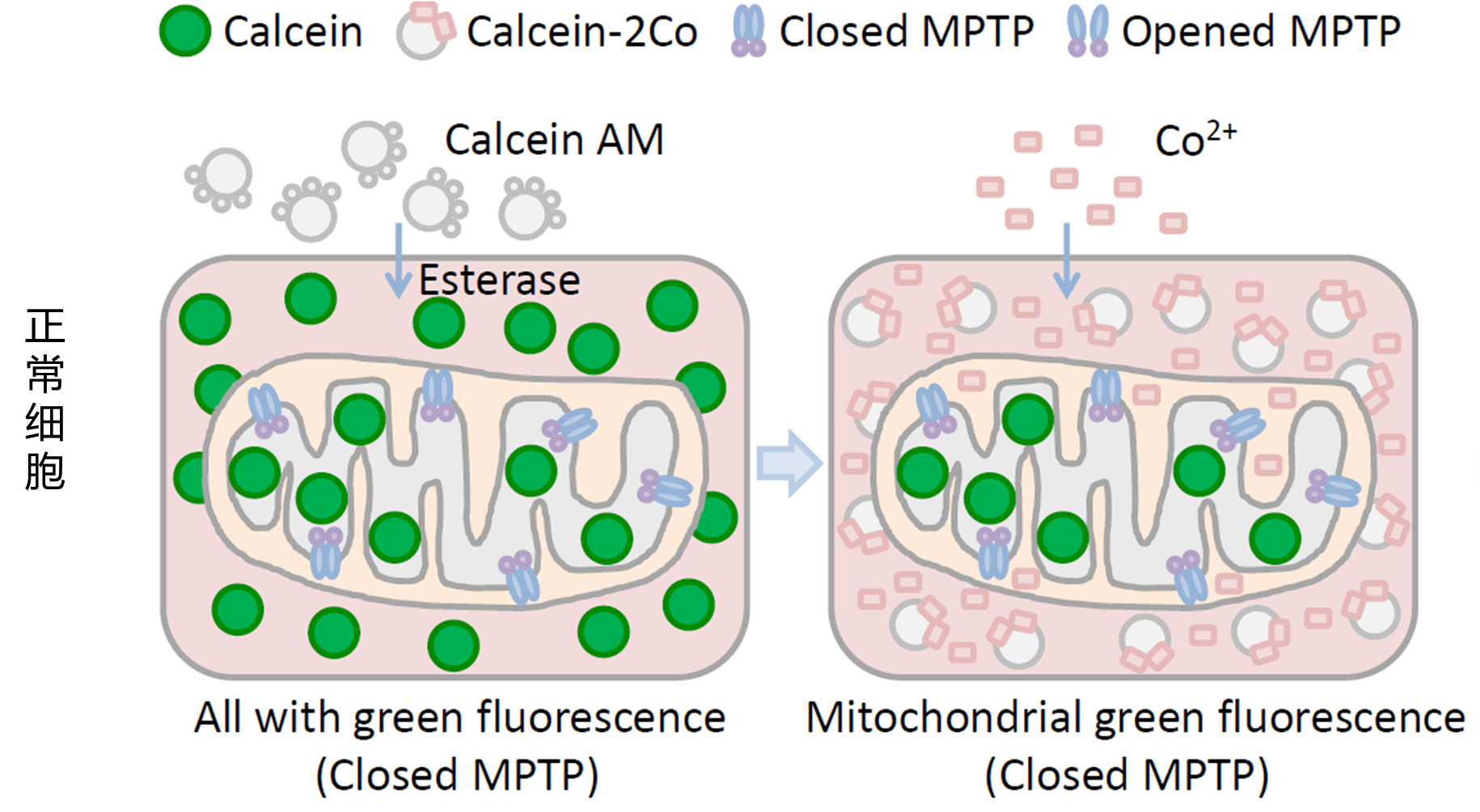 MPTP开放检测，从原理到步骤一次讲清！-公司新闻-北京百奥思科生物医学技术有限公司