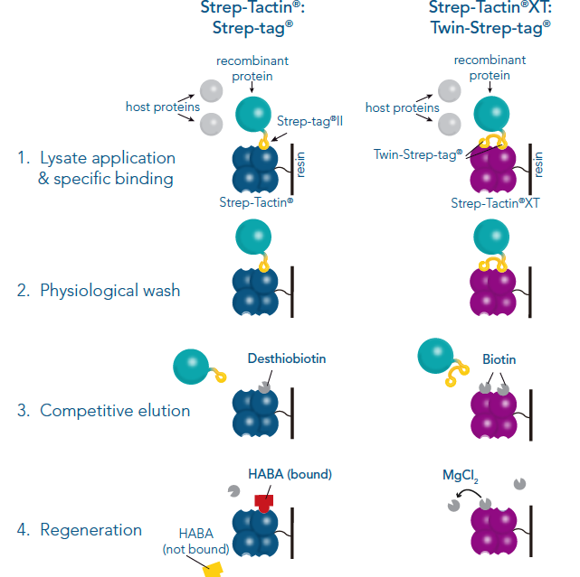 Strep-tag®蛋白纯化：Strep-Tactin®XT试用装_价格-厂家-供应商_IBA Lifesciences_丁香通