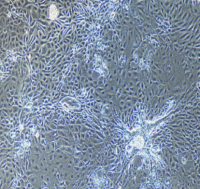 M13mp18 DNA-M13mp18 DNA_价格-厂家-供应商_上海沪震实业有限公司_丁香通