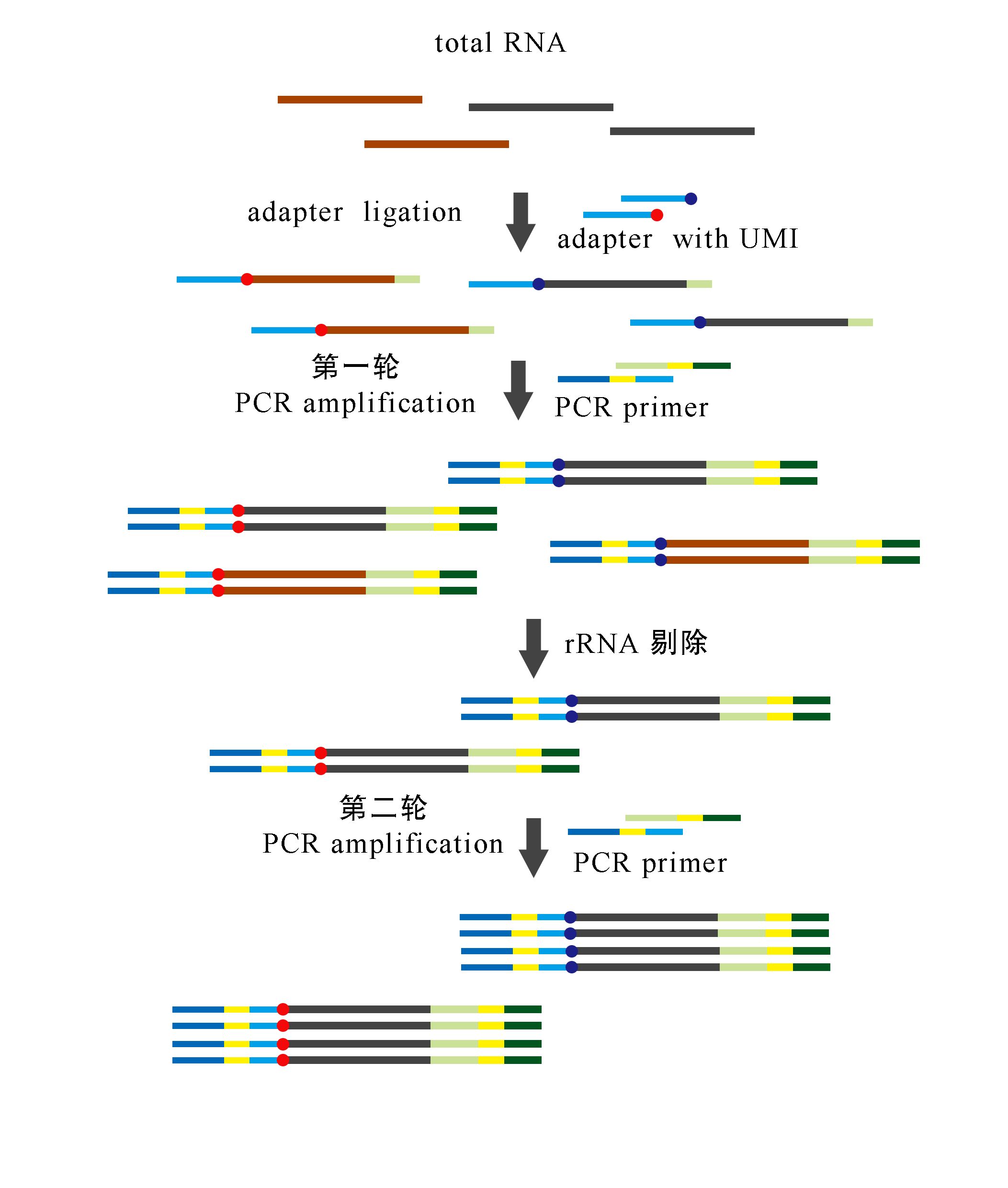 Umi Rna Sequencing at Alice Manning blog