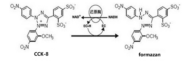 细胞活性检测为什么要用 CCK-8？-公司新闻-和元李记（上海）生物技术有限公司