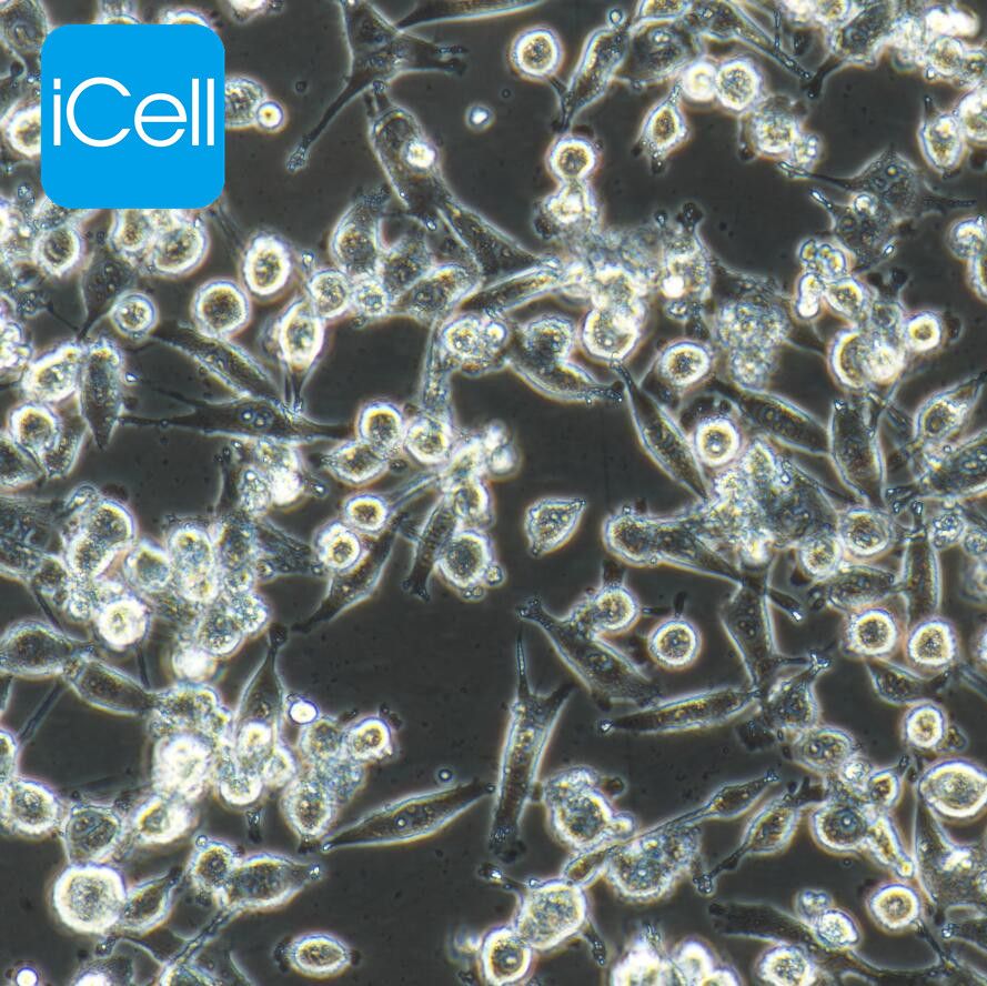 MIA-PACA-2 人胰腺癌细胞/STR鉴定/镜像绮点（Cellverse）价格_品牌:iCell（赛百慷）-丁香通官网