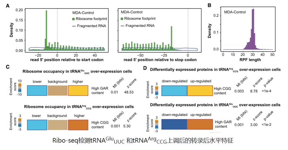 翻译组学研究利器_Ribo-seq ribosome profiling价格,详情介绍-960化工网 – 960化工网