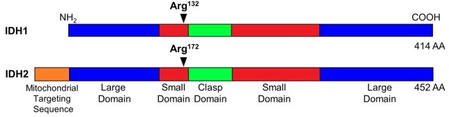 靶向肿瘤代谢：IDH 抑制剂 - 企业动态 - 丁香通