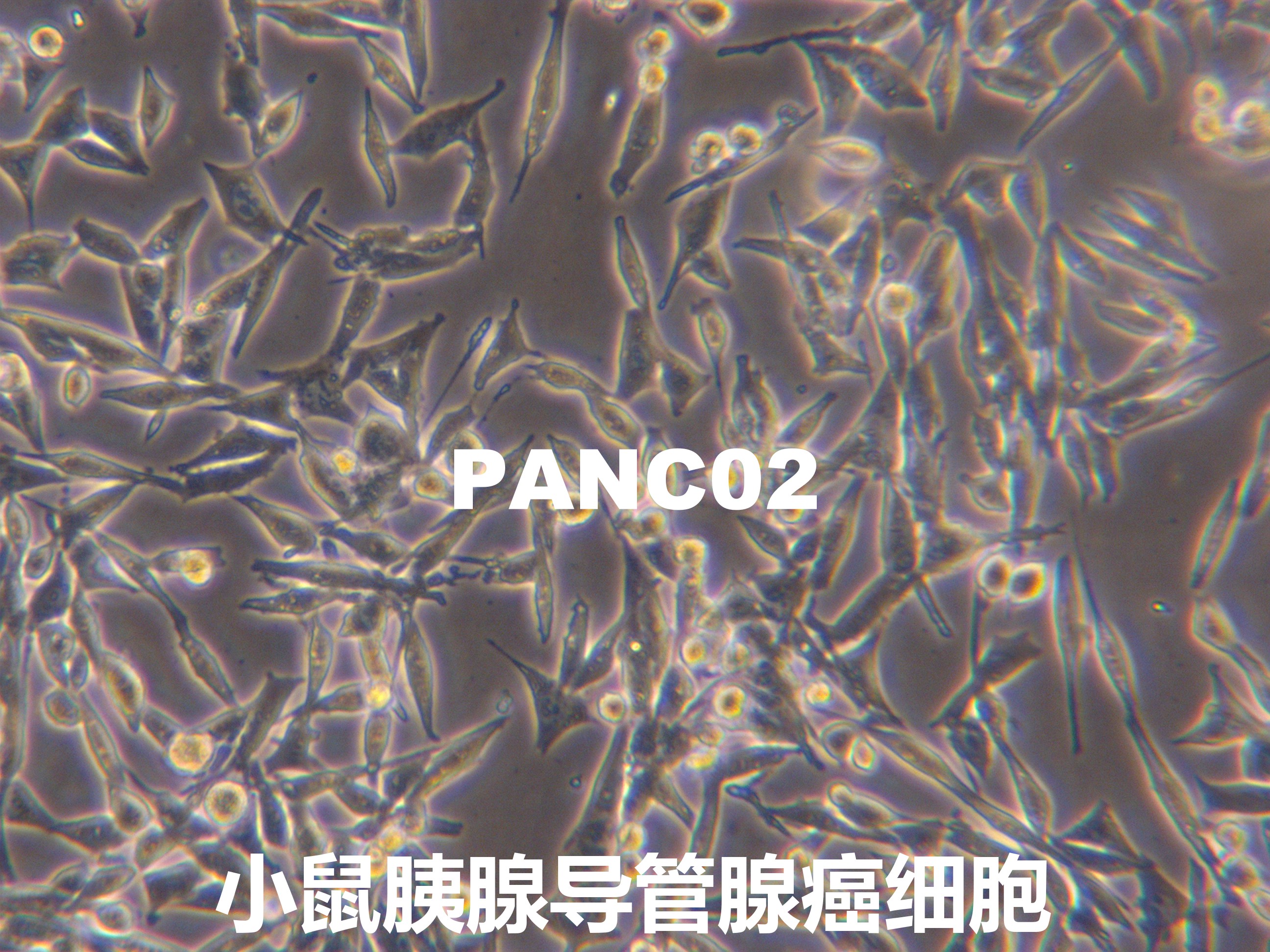 PANC02[Panc-02; Panc 02; Pan02; PAN 02; Panc02-H0]小鼠胰腺导管腺癌细胞价格,详情介绍-960化工网 – 960化工网