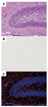 新型组织化学染色脱色法 - 企业动态 - 丁香通
