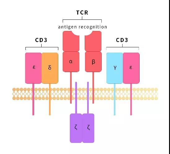 做双抗研发的你确定使用的CD3蛋白是1:1异源二聚体吗？ - 商家动态 - 资讯 - 生物在线