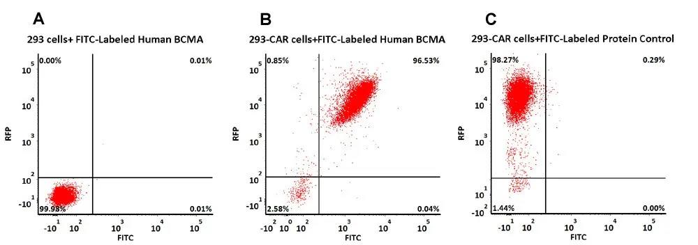 靶向BCMA免疫疗法：推动多发性骨髓瘤治疗进入新纪元-公司新闻-北京百普赛斯生物科技股份有限公司