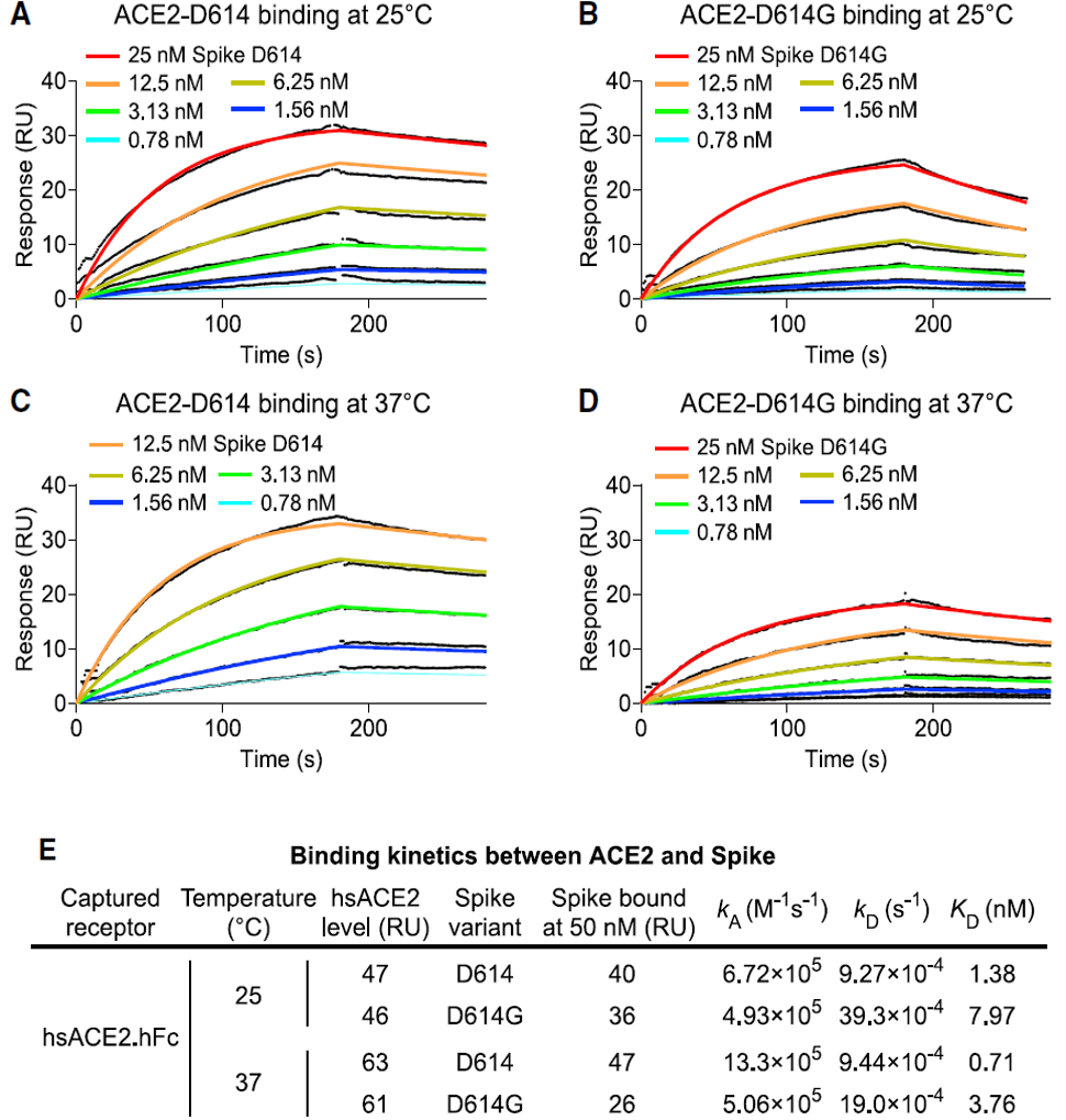 细数D614G突变对Spike蛋白结构与功能的影响-公司新闻-北京百普赛斯生物科技股份有限公司
