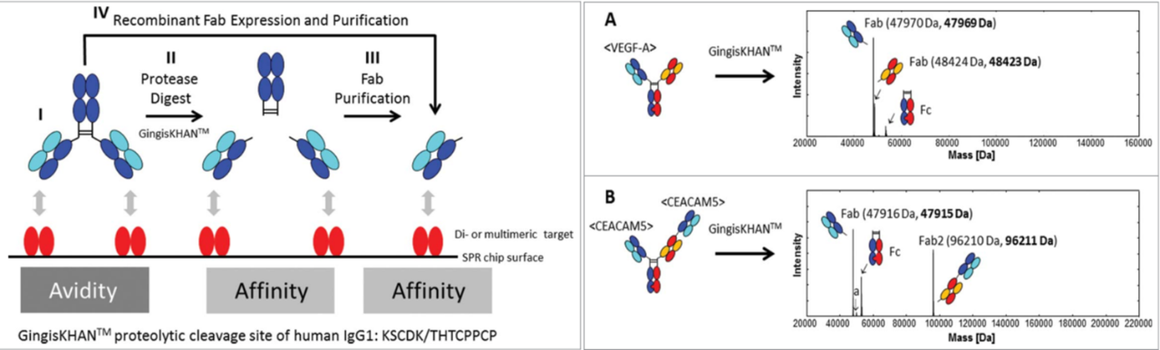 选对酶切工具，赢在双抗理化分析起跑线！ - 商家动态 - 资讯 - 生物在线