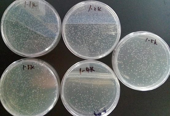 研选pClone007 Blunt Simple Vector Kit/克隆系列/1分钟快速连接，平末端的PCR产物适用，无多克隆位点/擎科 ...