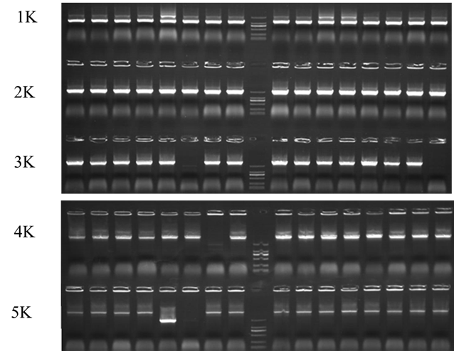研选pClone007 Blunt Simple Vector Kit/克隆系列/1分钟快速连接，平末端的PCR产物适用，无多克隆位点/擎科 ...