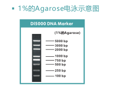 DL5000 DNA Marker/核酸电泳系列试剂/独特研发技术，不降解_价格-厂家-供应商_北京擎科生物科技有限公司_丁香通