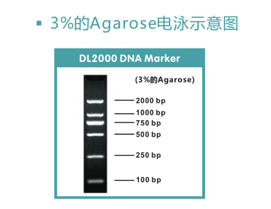 DL2000 DNA Marker/核酸电泳系列--性能参数，报价/价格，图片--中国生物器材网