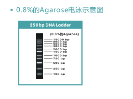 250 bp DNA Ladder/核酸电泳系列试剂/独特研发技术，不降解/擎科生物TSINGKE_价格-厂家-供应商_北京擎科生物科技有限 ...