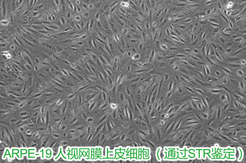 ARPE-19[ARPE19]人视网膜色素上皮细胞品牌：WHELAB美国/国内传代-盖德化工网