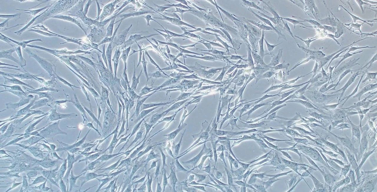 易发高分文章的 hESC-MSC - 企业动态 - 丁香通