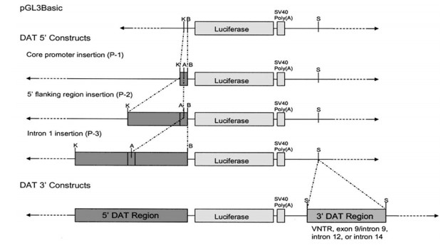 干货| 增强子SNP预测、实验操作指南 - 技术前沿 - 资讯 - 生物在线