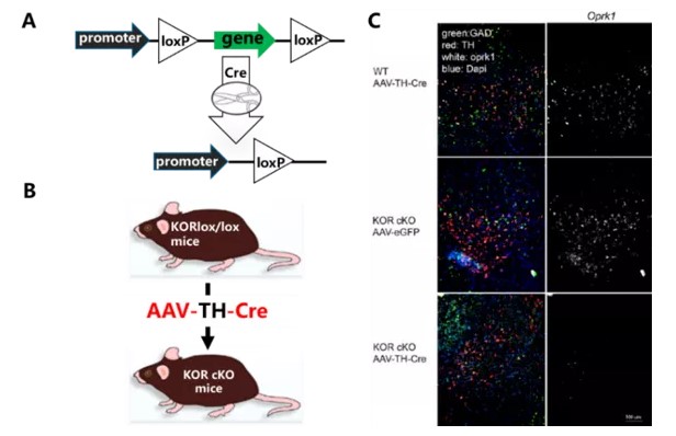 AAV实现组织特异性基因调控的策略，你get了吗？ - 自主发布 - 资讯 - 生物在线
