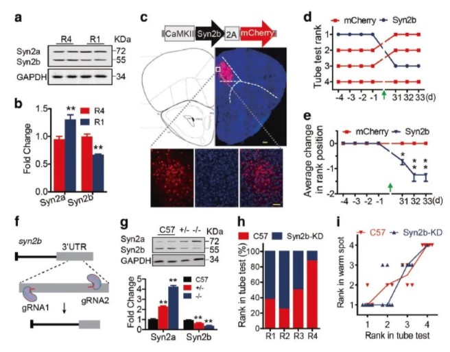 Cell Research：华中科技大学朱铃强组揭示调控社会等级的分子机制 - 技术前沿 - 资讯 - 生物在线
