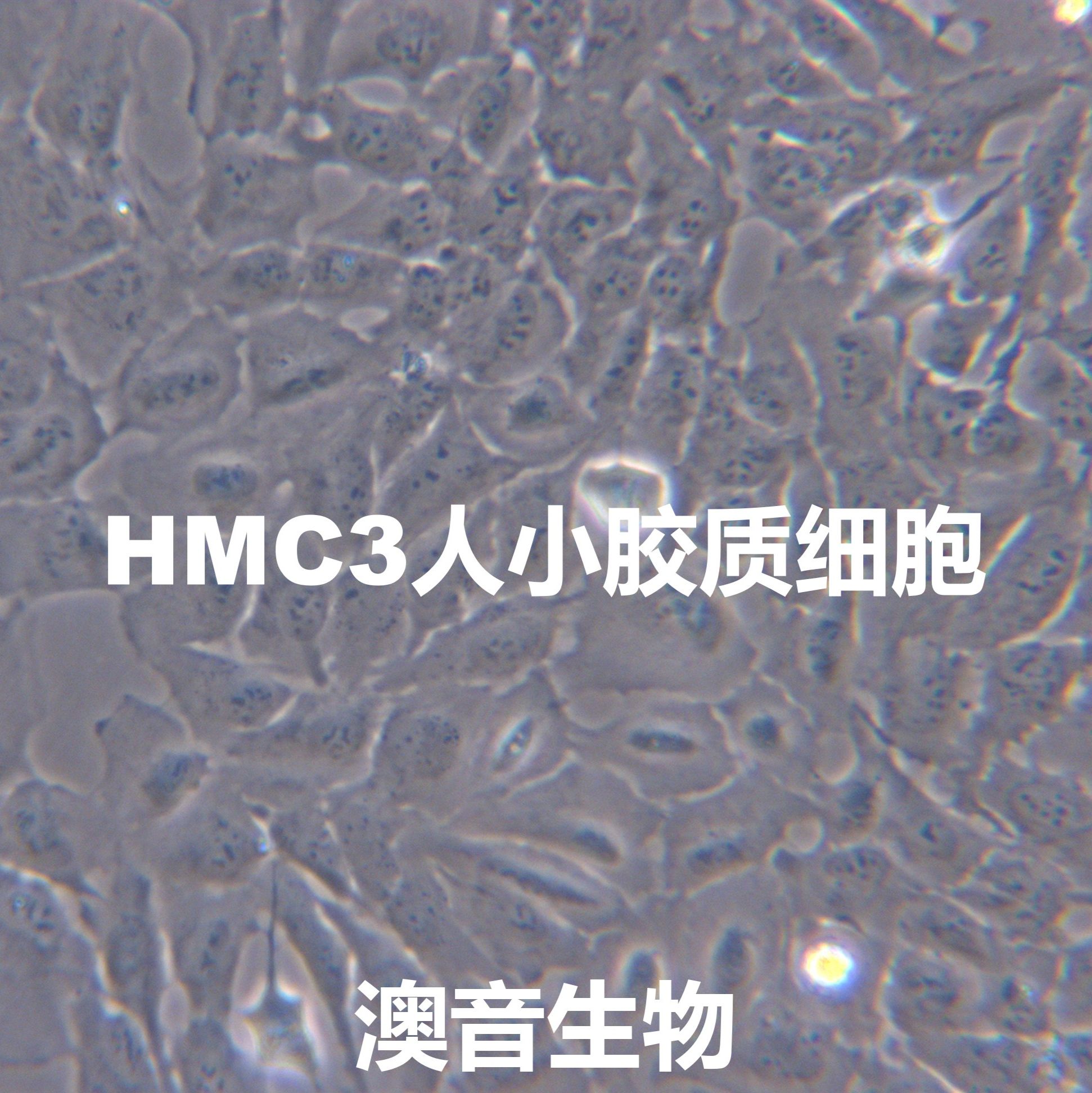 HMC3【HMC3;Human Microglia Clone 3; CHME-3; CHME3】小胶质细胞价格_品牌:澳音生物-丁香通