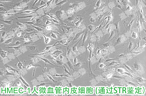 HMEC-1[Hmec-1; HMEC1]人微血管内皮细胞价格,详情介绍-960化工网 – 960化工网