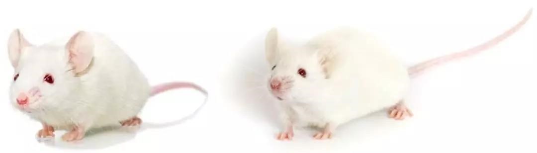 做这么多年实验，大小鼠常规品系你都了解吗？ - 企业动态 - 丁香通