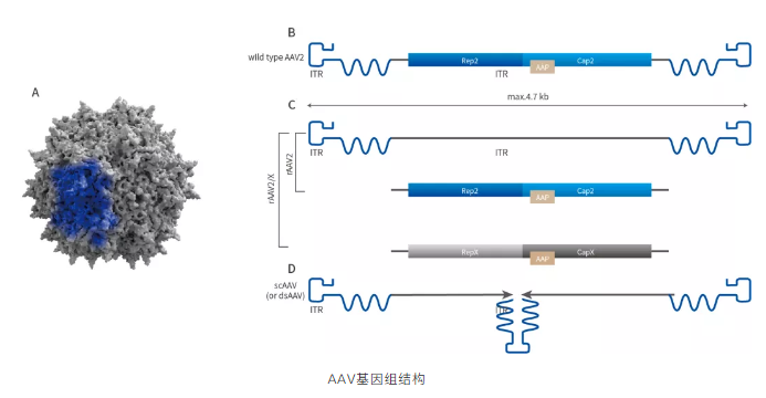 AAV 和 LV 载体在神经系统中的应用-公司新闻-和元生物技术（上海）股份有限公司